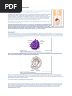 Councilman body in human biology - Wikipedia | PDF | Apoptosis | Liver