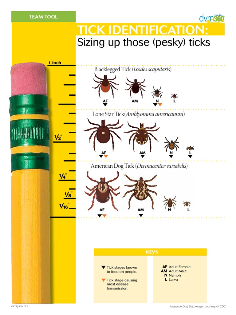 Tick Identification and Sizing Guide | PDF | History | Young Adult