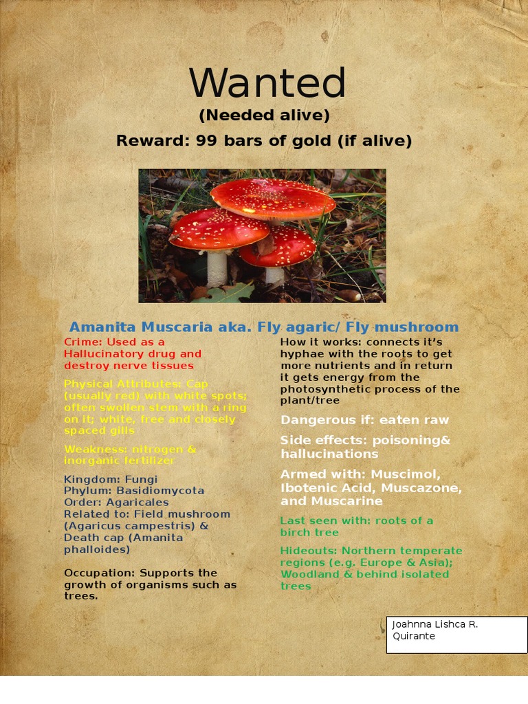 Wanted Poster | PDF