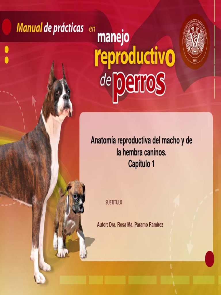 Reproduccion en Perros | PDF | El embarazo | Testículo