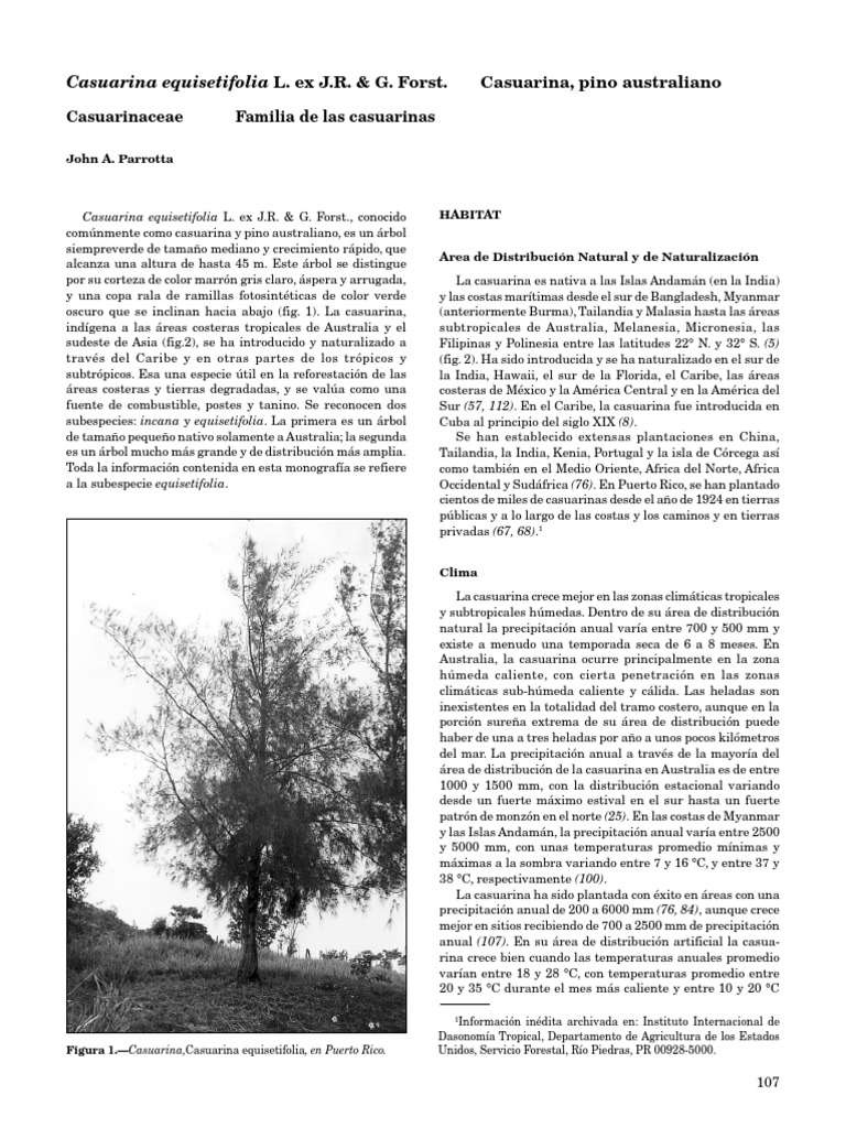 Casuarina equisetifolia: Características y Hábitat | PDF