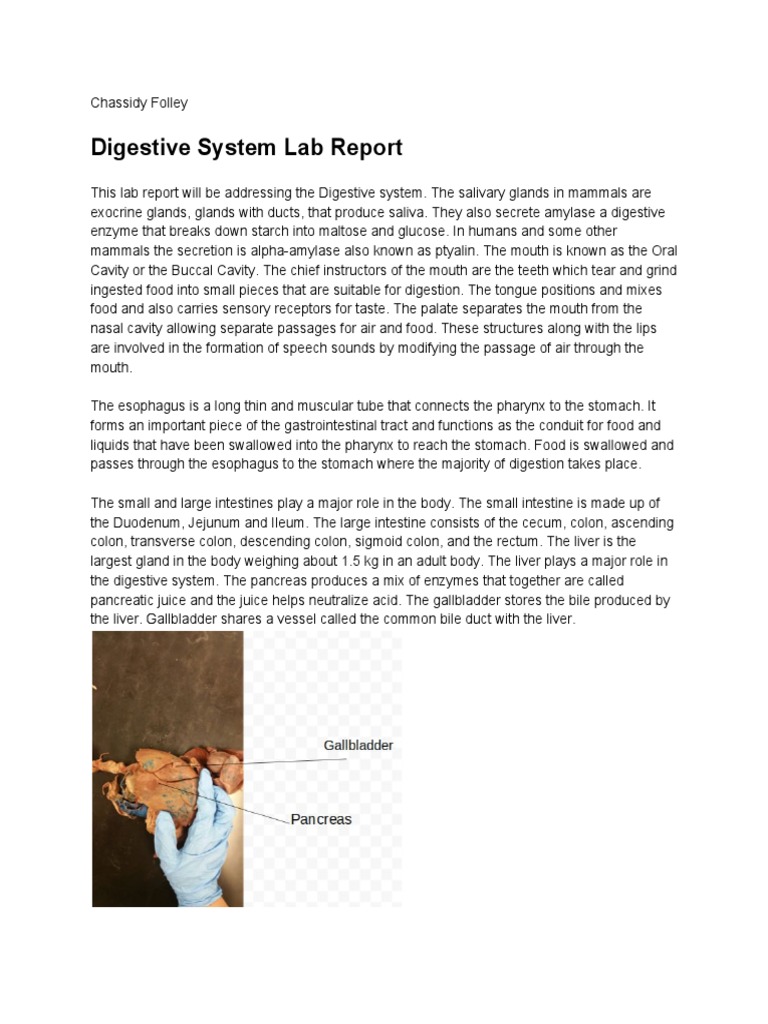 Digestive System Lab Report | PDF | Foreign Language Studies | Wellness