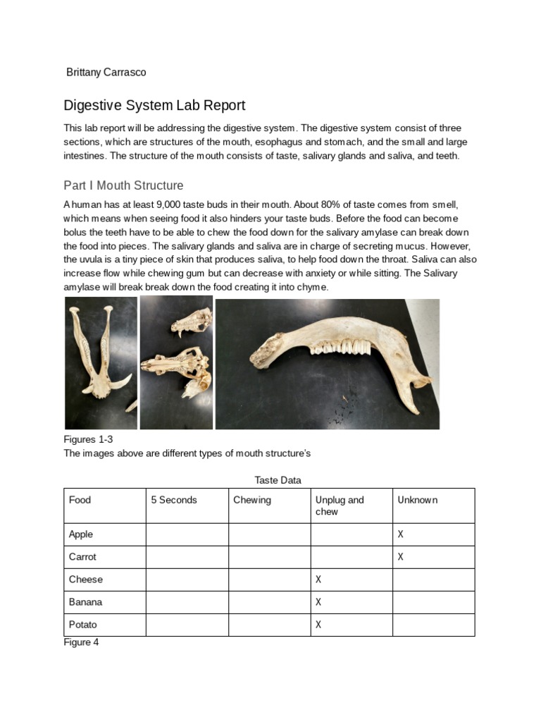Digestive System Lab Report Analysis | PDF | Human Digestive System ...
