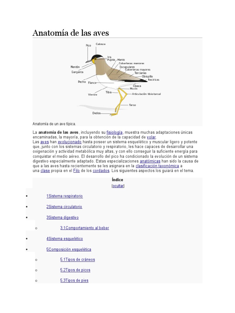 Anatomía de Las Aves | PDF
