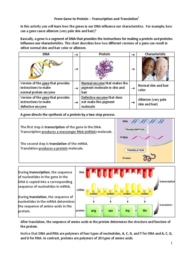 Protein Synthesis Paper Lab Instructions | PDF | Translation (Biology ...