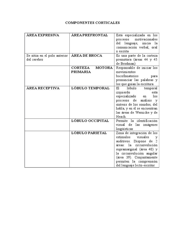 Componentes Corticales | PDF