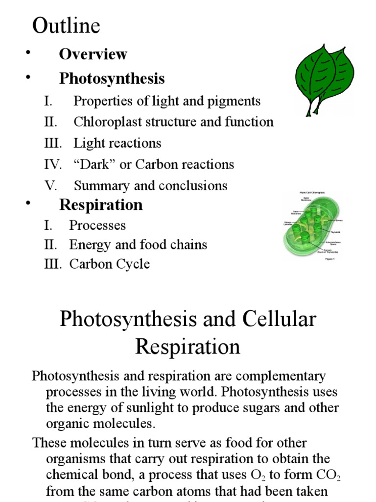 Photosynthesis and Cellular Respiration-0 | PDF | Photosynthesis ...