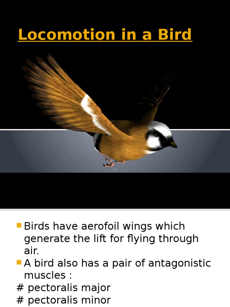 Bird Locomotion: Wing Muscle Dynamics | PDF