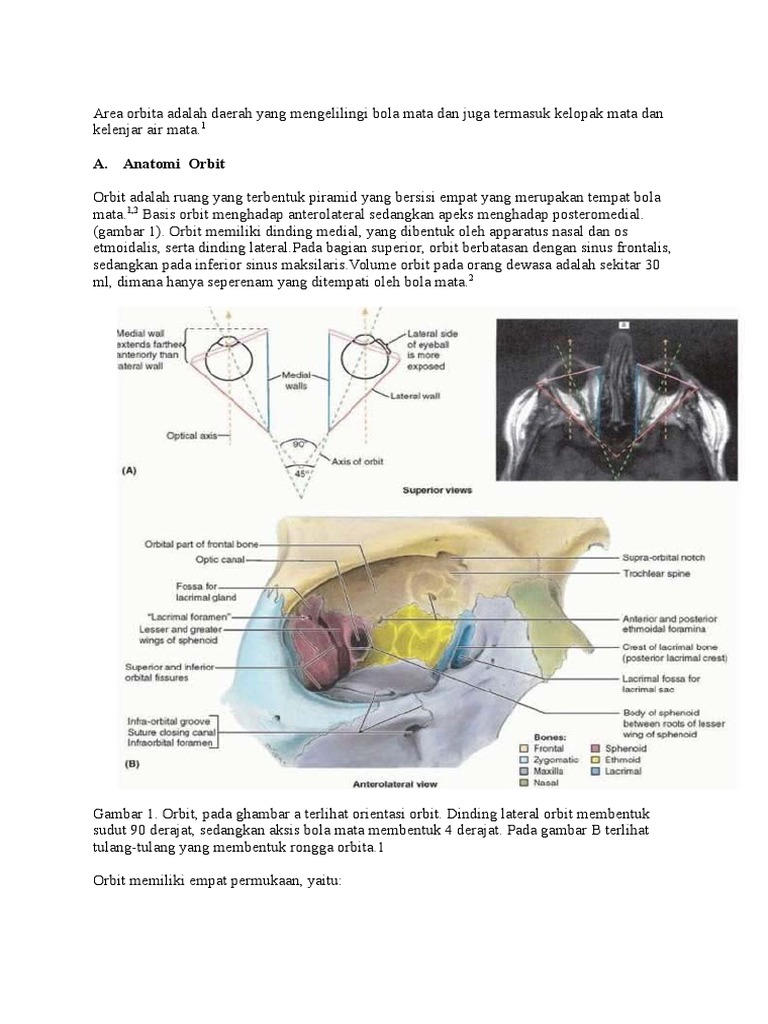 Area Orbita Adalah Daerah Yang Mengelilingi Bola Mata Dan Juga Termasuk ...