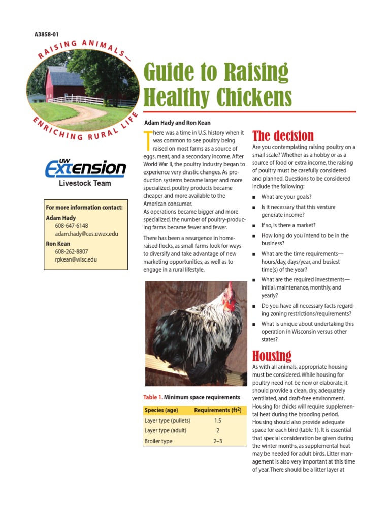 Guide To Raising Healthy Chickens: The Decision | PDF | Broiler | Chicken