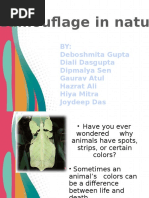 Classroom Butterfly Camouflage Activity | PDF | Camouflage | Mimicry