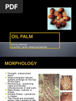 FFB Grading | PDF | Fruit | Palm Oil