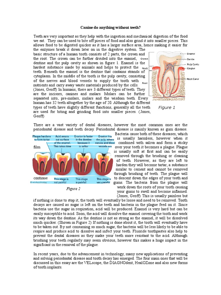 Teeth Essay | PDF | Human Tooth | Tooth Enamel