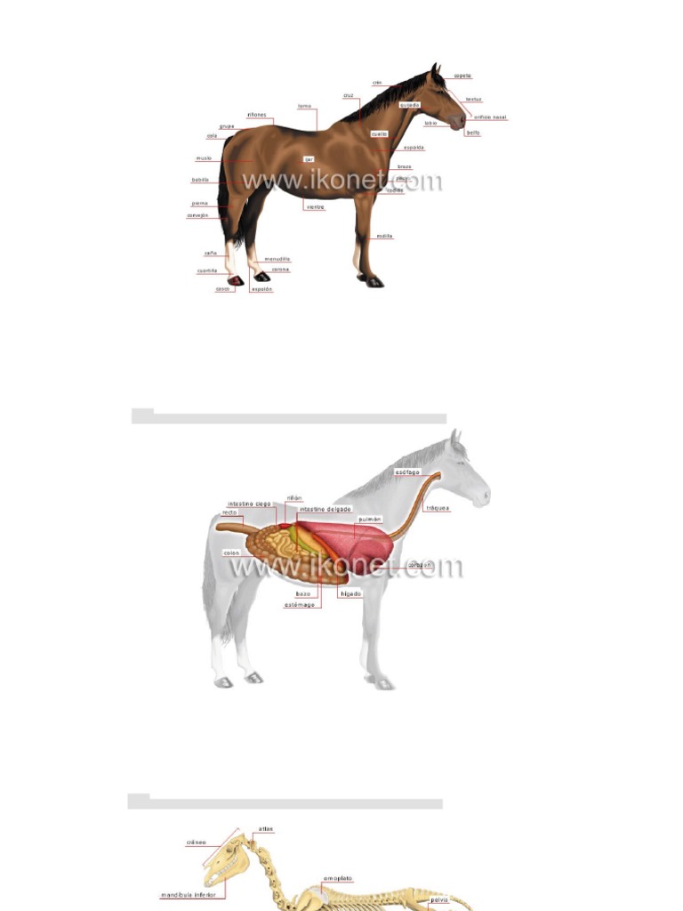 Sistemas Del Caballo, Partes Externas, Digestivo y Oseo | PDF
