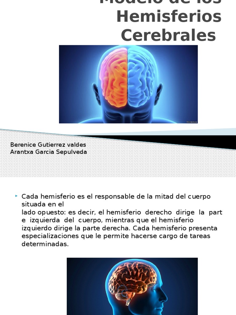 Modelo de Los Hemisferios Cerebrales | Hemisferio cerebral | Ciencia ...