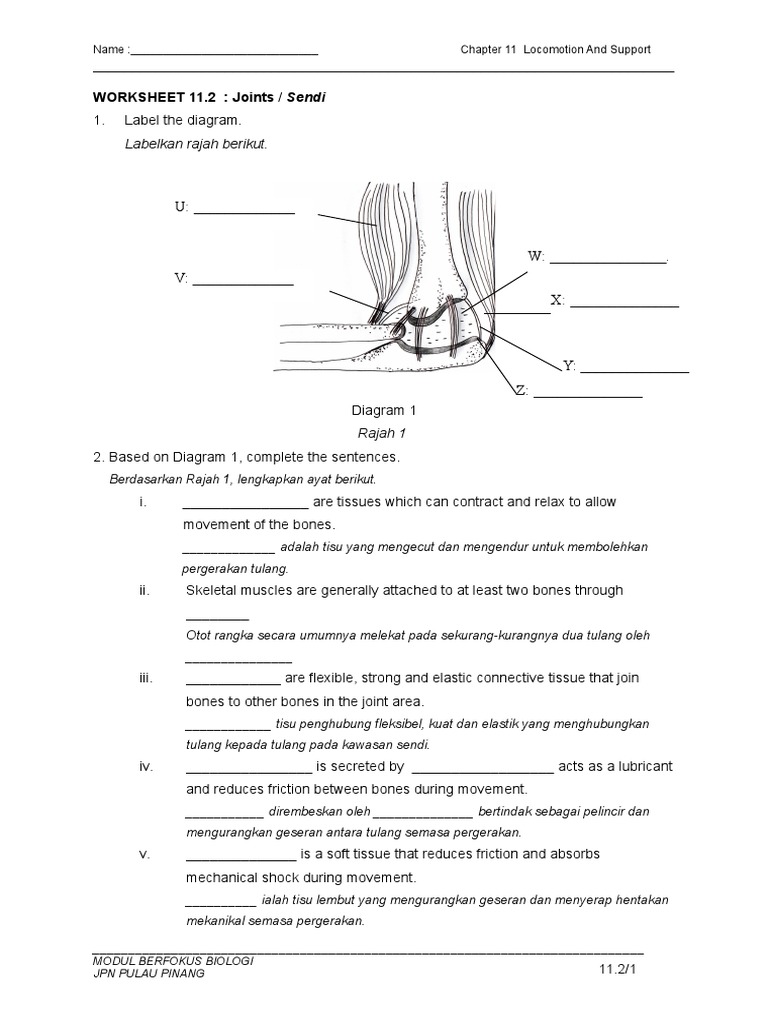 Worksheet 11.2 Joints | PDF | Cartilage | Joints