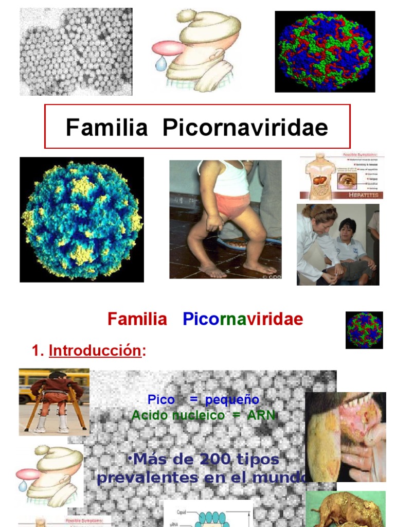 Características de Picornavirus y Enfermedades | PDF | Poliomielitis ...