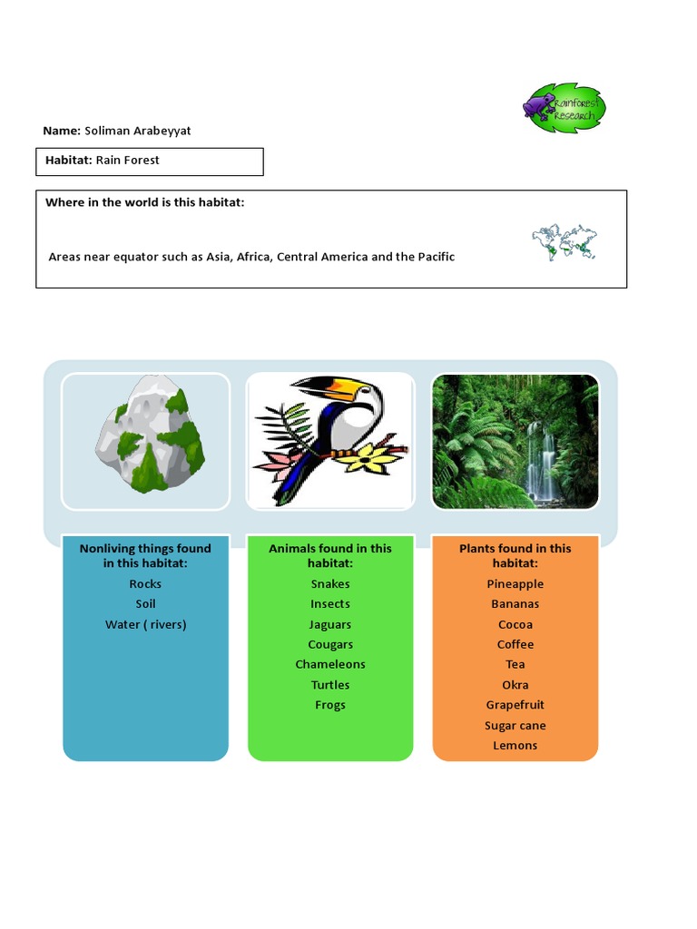 Rainforest Habitat Overview | PDF