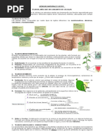 Guia Grado 7 Biologia Tejidos Vegetales | PDF | Plantas | Hoja