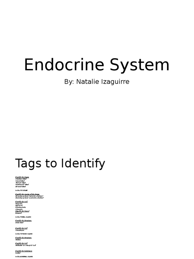 Endocrine System Organ Identification Guide | PDF