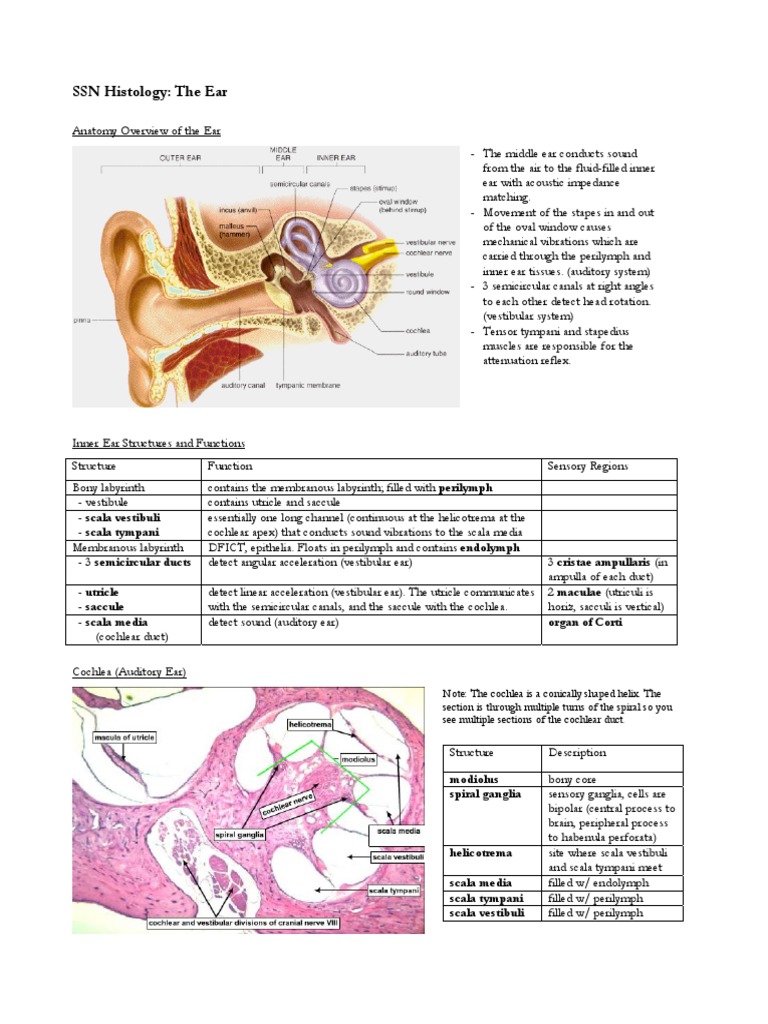 Ear | PDF | Ear | Hearing