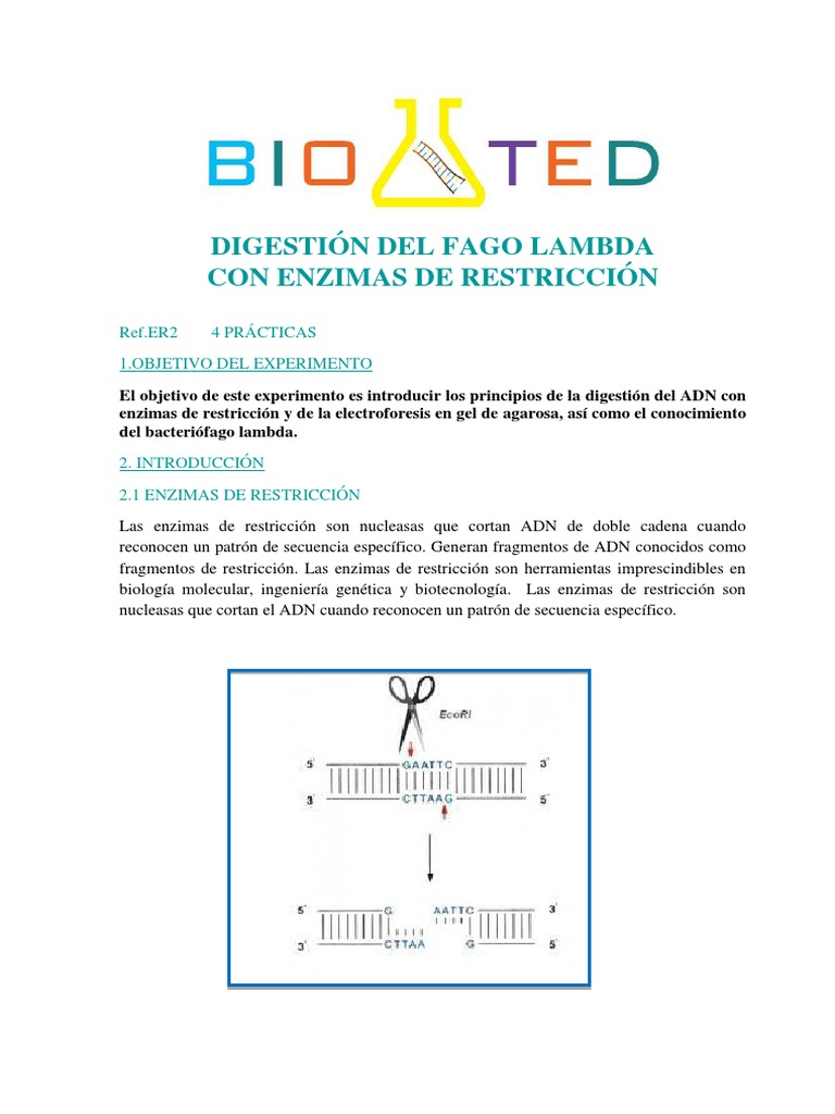 Digestión de Fago Lambda en Lab | PDF | Salud y bienestar | Ciencia y matemáticas