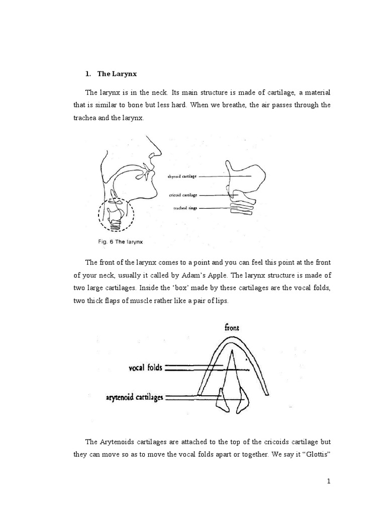 Voicing and Consonant | PDF | Larynx | Sound Production