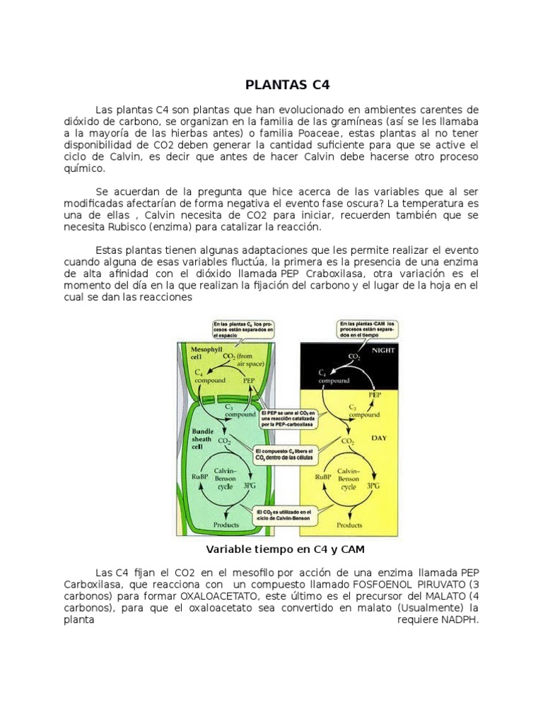PLANTAS C4.docx | Botánica | Procesos celulares