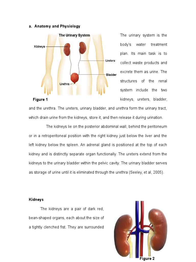 Anatomy and Physiology | Download Free PDF | Kidney | Urinary System