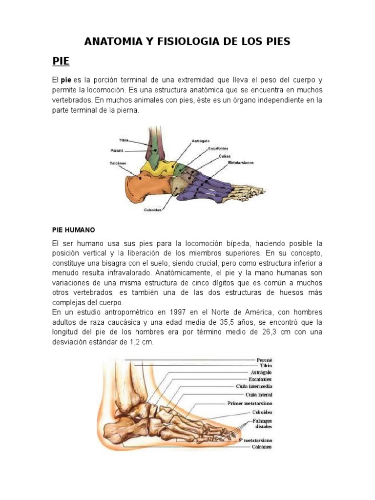 Anatomía y fisiología del pie humano | PDF | Pie | Anatomía de los primates
