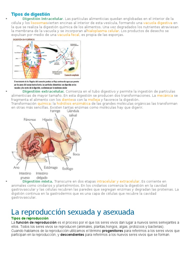 Tipos de Digestión | PDF | Digestión | Reproducción