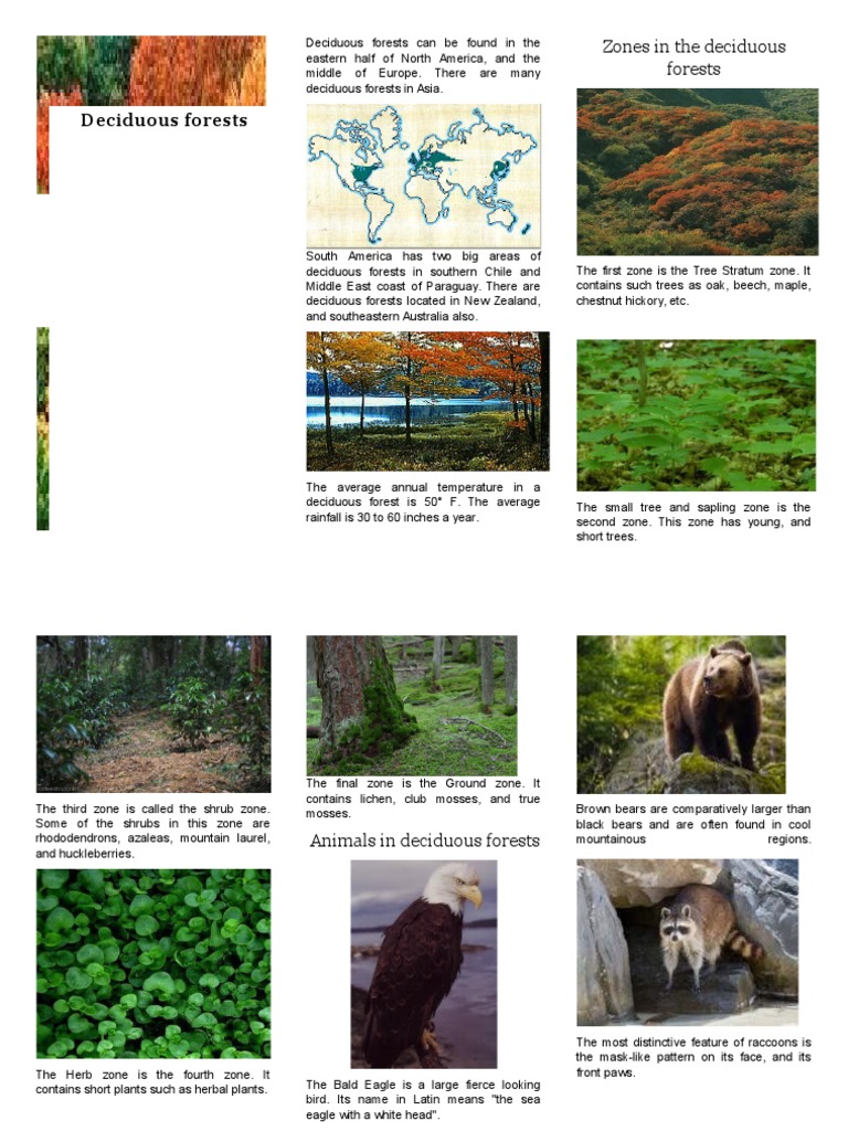Deciduous Forest Zones and the Diverse Animals that Call Them Home ...