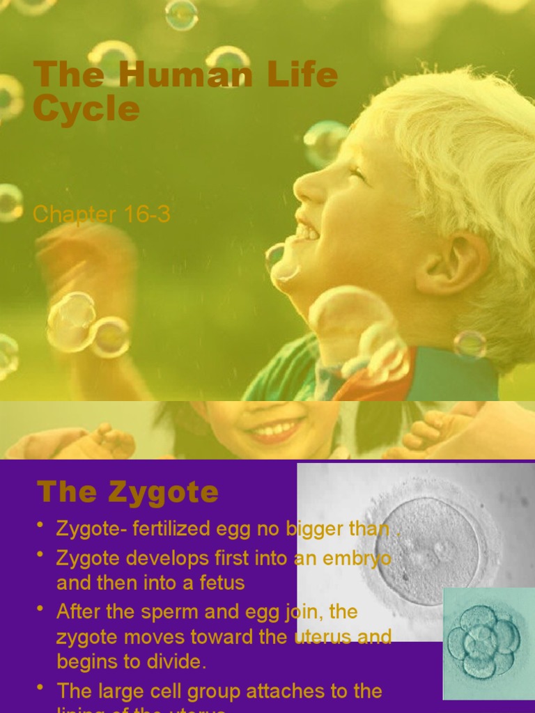 The Human Life Cycle Web | PDF | Infants | Puberty