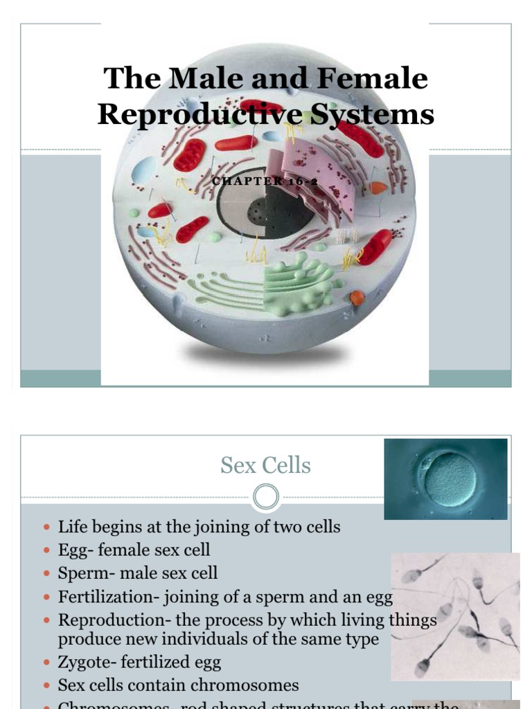 The Male and Female Reproductive System | PDF | Menstrual Cycle | Ovary
