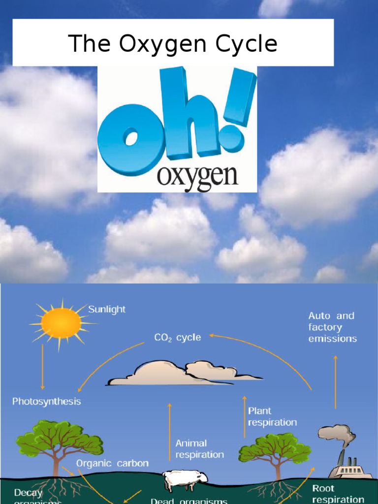 4. the Oxygen Cycle | Photosynthesis | Oxygen