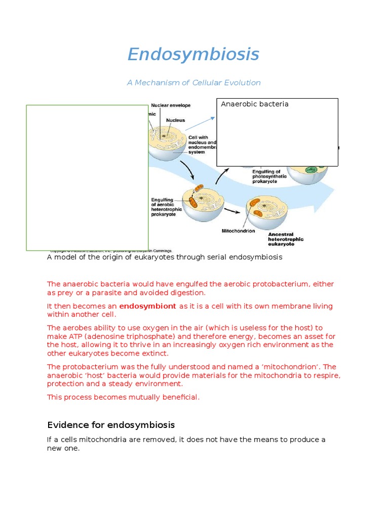 Endosymbiosis: A Mechanism of Cellular Evolution | PDF