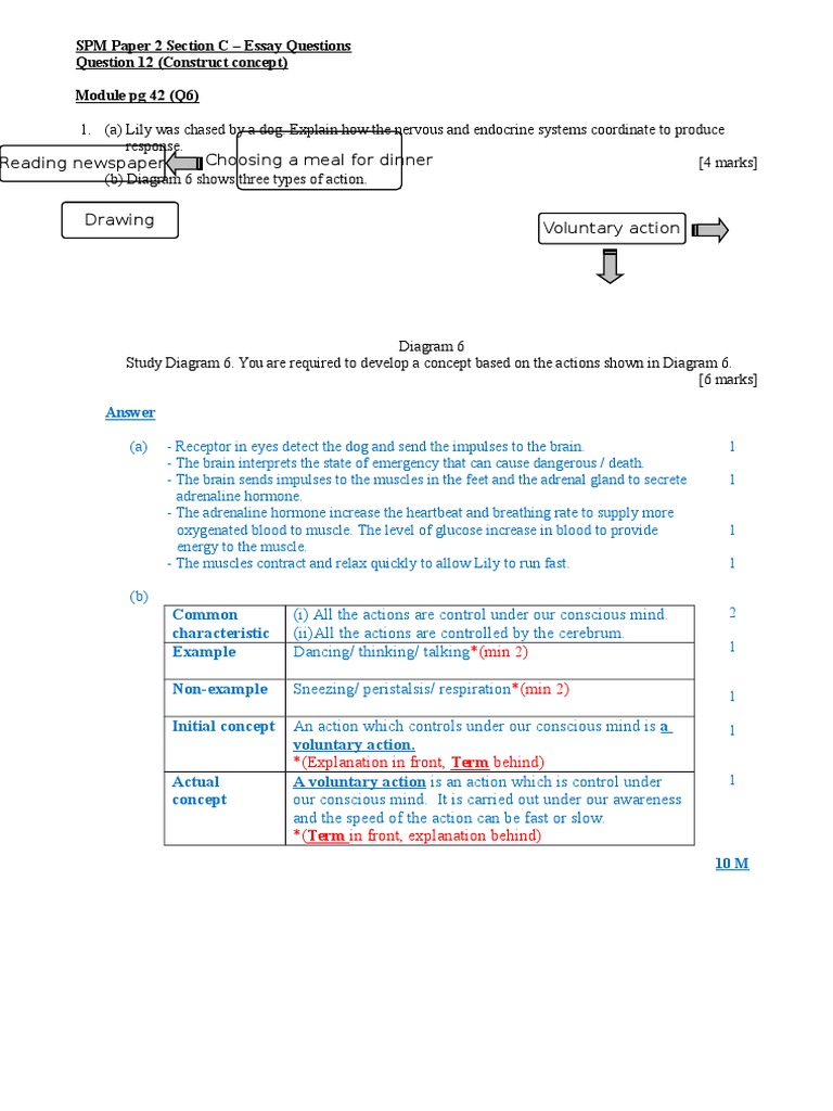 SPM Paper 2 Section C Q12 Answer | PDF | Genetic Disorder | Chromosome
