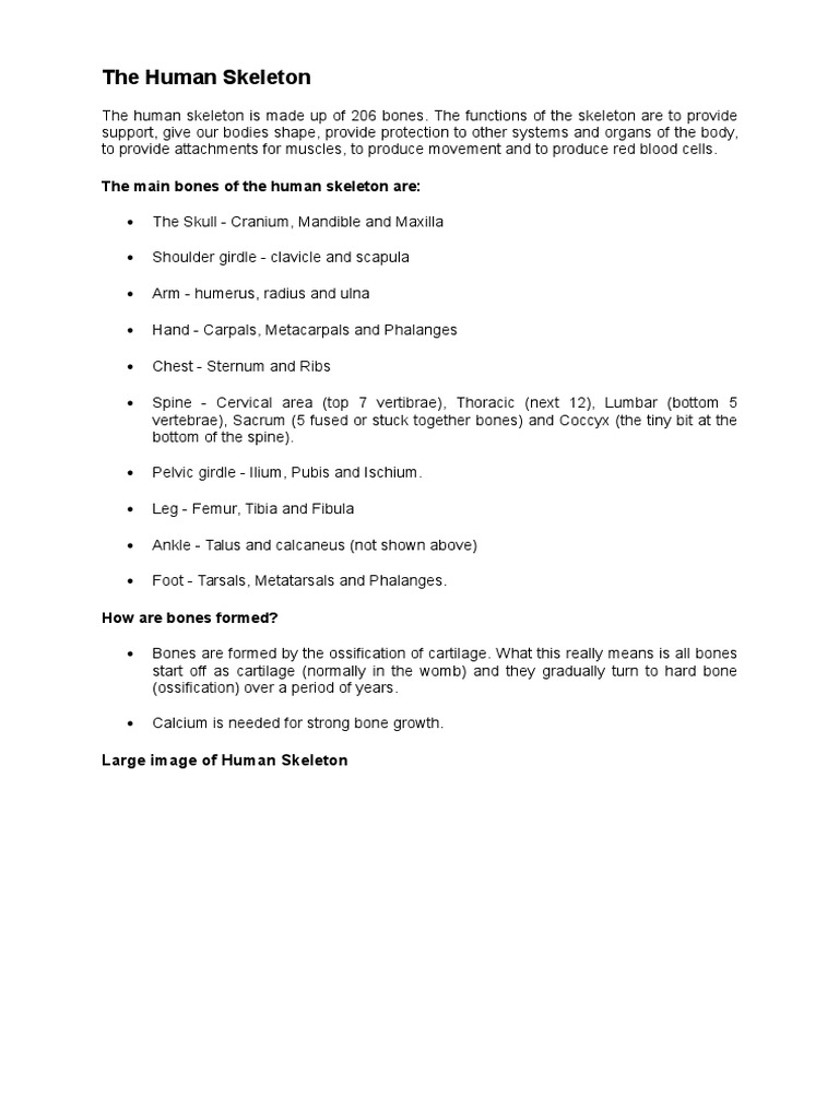 The Human Skeleton | PDF | Anatomical Terms Of Motion | Skeleton