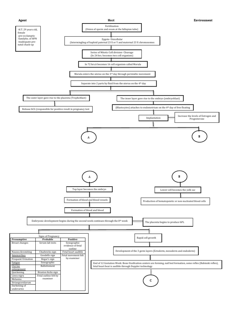 Path o Physio | PDF | Uterus | Childbirth