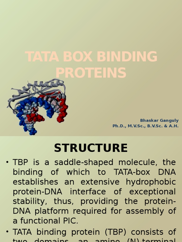 TATA Box Binding Proteins | PDF | Dna Repair | Dna
