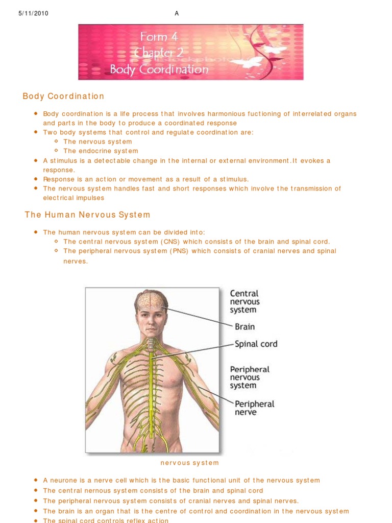 SPM Science Notes - Body Coordination | PDF | Nervous System | Central ...