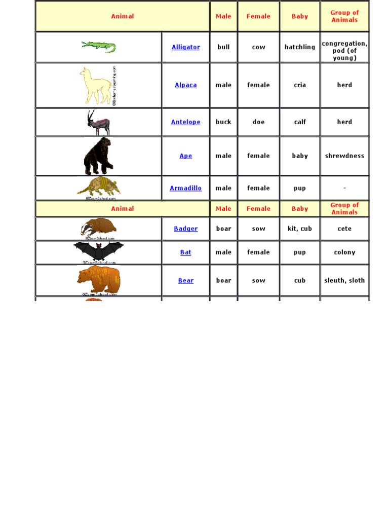 Animal Male Female Baby Group of Animals: Alligator | PDF