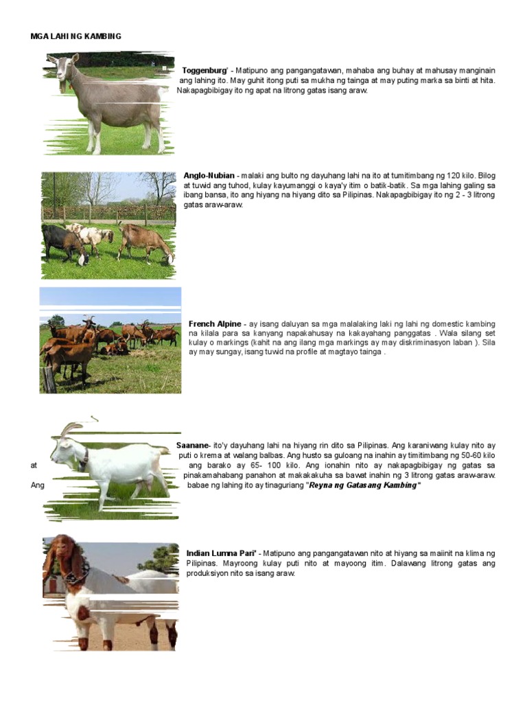 Mga Lahi NG Kambing | PDF