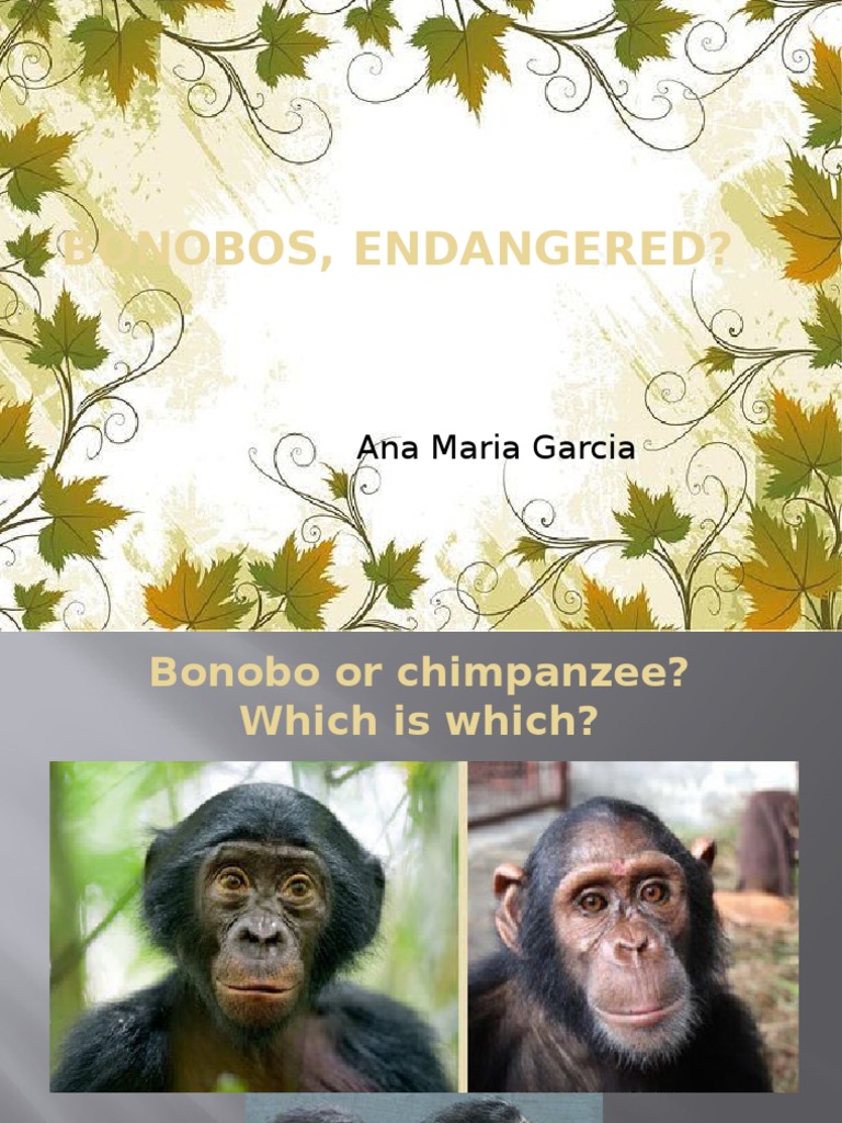 Bonobos Presentation | PDF