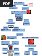 Bacterial Identification Flow Chart | PDF