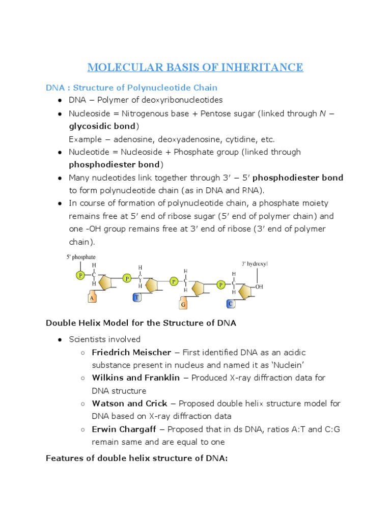Molecular Basis of Inheritance: DNA: Structure of Polynucleotide Chain ...