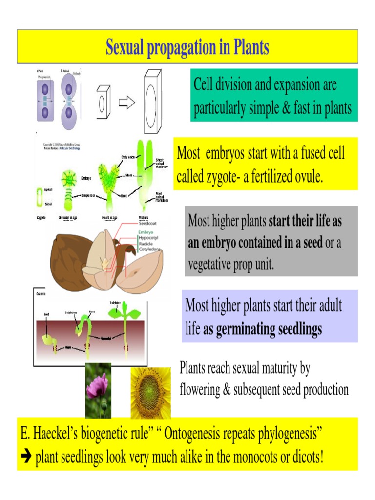 Sexual Propagation in Plants: Most Higher Plants Start Their Life As ...