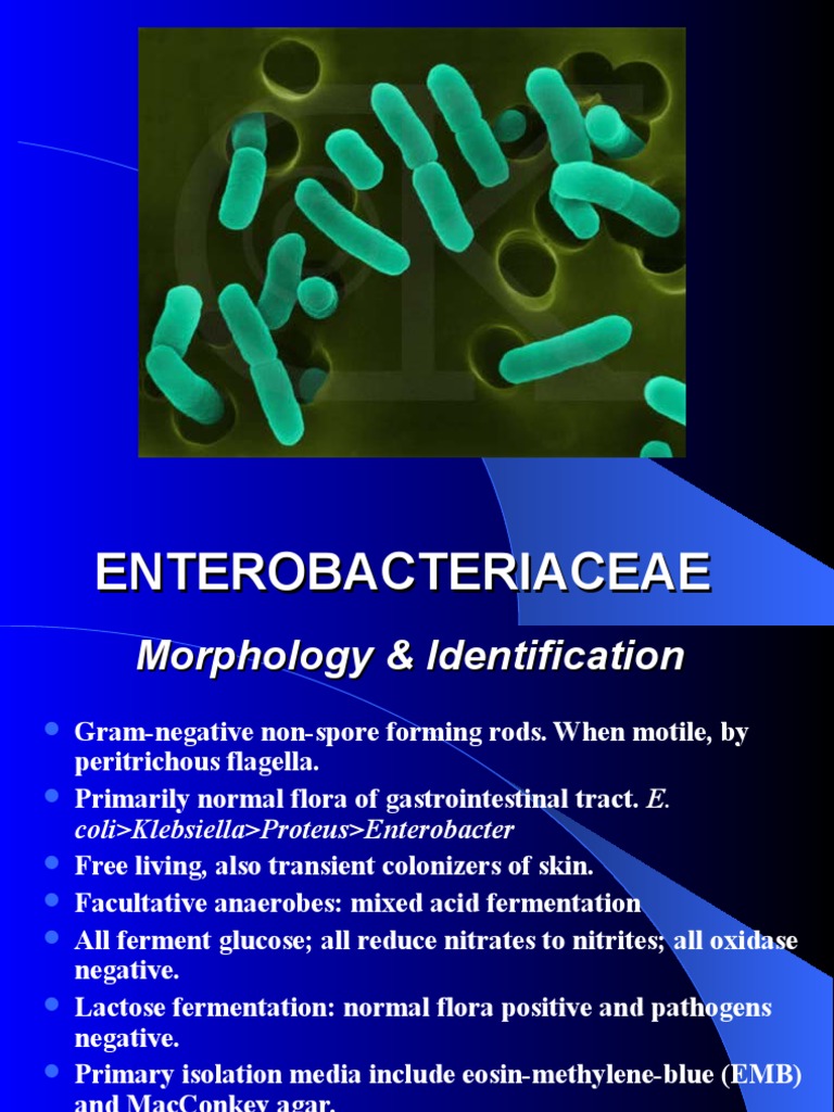 Enterobacteriaceae | PDF | Salmonella | Escherichia Coli