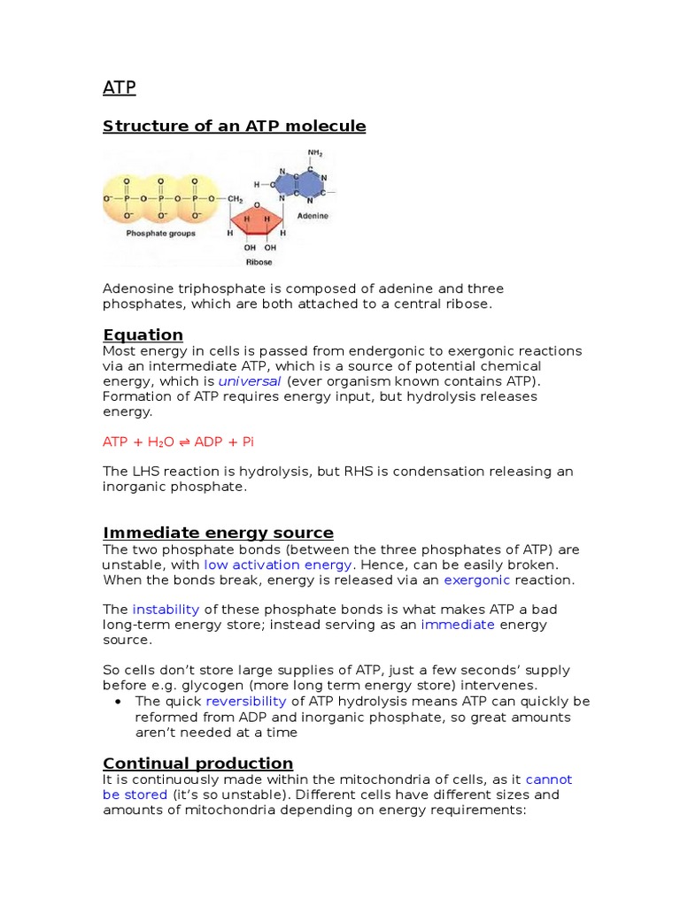 ATP Structure and Function Overview | PDF | Science & Mathematics