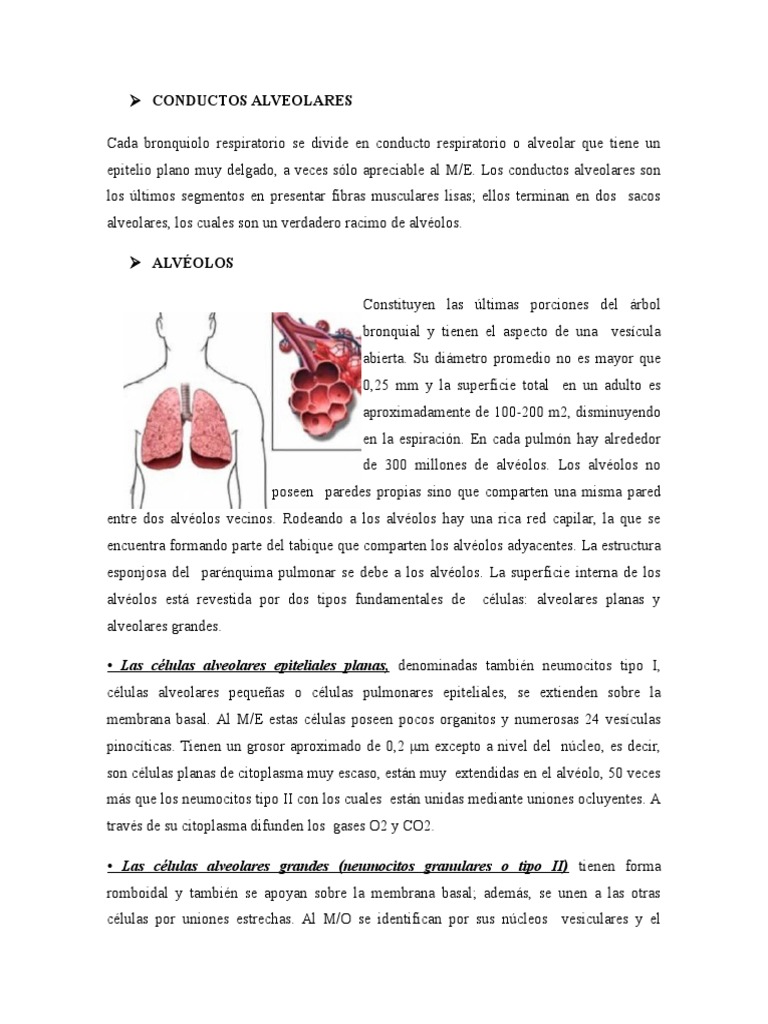 Estructura y Función de Alvéolos Pulmonares | PDF | Pulmón | Citoplasma
